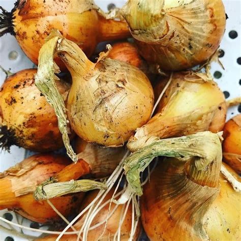 Uien telen in je moestuin doe je zo - C'est la vie for you