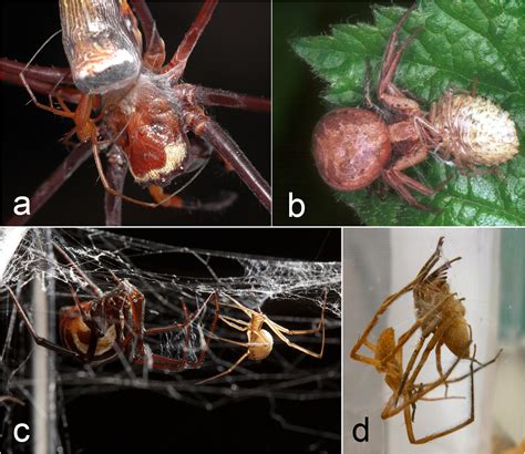 Spiderbytes This Is A Blog About Spiders And Other Arachnids