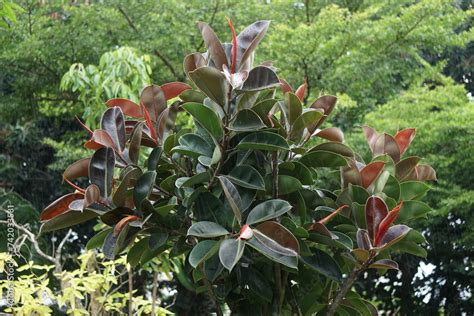 Ficus Elastica Also Known As The Rubber Fig Rubber Bush Rubber Tree In Nature The Latex Of