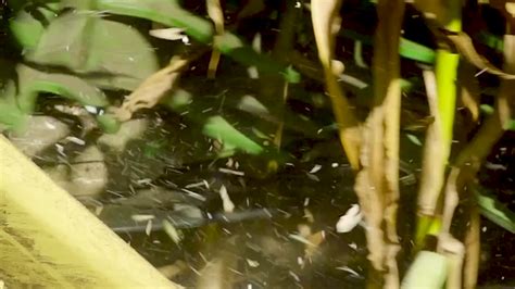 [video] Torsten Albrecht On Linkedin Smartfactory Mbg23