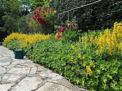 봄에 꽃이 만발한 정원 경계 배경 분홍색 목초 수평의 배경 일러스트 및 사진 무료 다운로드 Pngtree