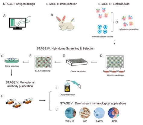 Custom Monoclonal 항체 서비스 Antibody Production Service 바이오닉스