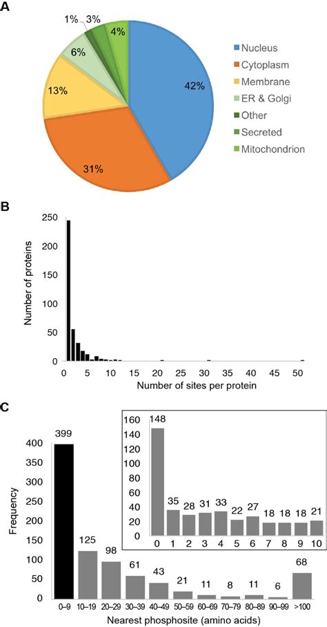 Glycoprotein And Glycosites Identified In Human T Cells A Subcellular Download Scientific