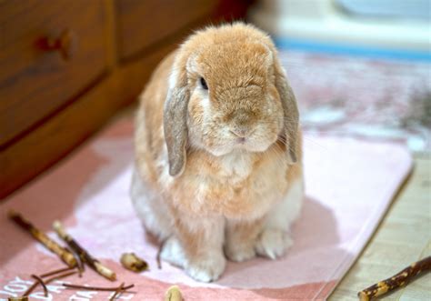 Holland Lop Rabbit My House Rabbit