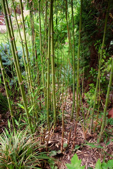 Phyllostachys Aurea Koi