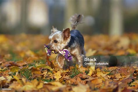 활동적인 요크셔 테리어 개는 가을에 쓰러진 단풍 나무 잎에 실행하는 입에 들고 개 밧줄 장난감야외재생 강아지 이발 0명에 대한 스톡 사진 및 기타 이미지 Istock