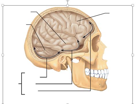 Lateral View Of Cranial Fossae Diagram Quizlet