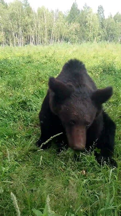 Буржуй становится серьёзным медведем. - YouTube