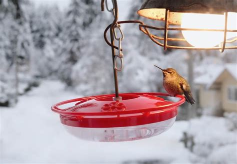 Do Hummingbirds Prefer Homemade Nectar Explained