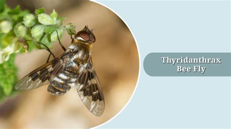 13 Types Of Bee Fly Identification With Picture