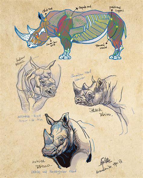 Rhino Muscle Anatomy