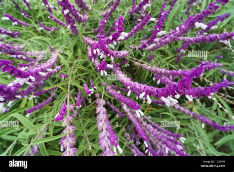 Salvia Leucantha Santa Barbara Banque De Photographies Et Dimages à
