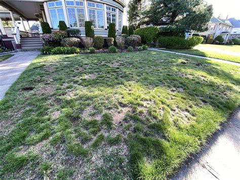 Former Owner Didnt Care For Grass So Im In Process Of Dethatching Hence The Dead Spots But