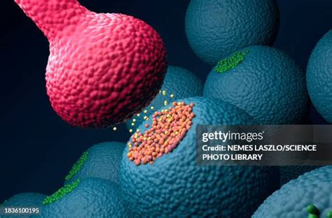 Nerve Synapse Illustration High Res Vector Graphic Getty Images