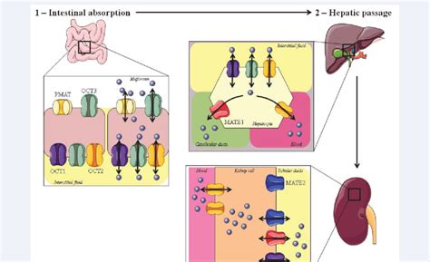 Absorption And Distribution Of Metformin Metformin Enter Using The Download Scientific Diagram