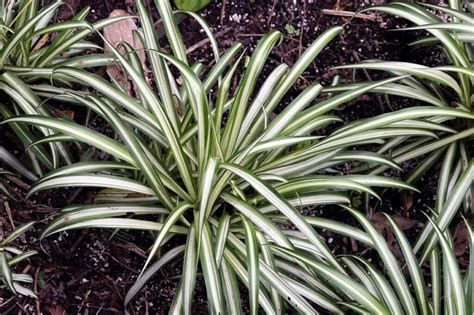 Cuidados Completos De La Planta Mala Madre Guía Definitiva Y Consejos
