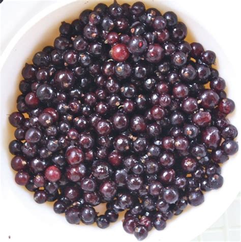 Cassis Fruit Twin Fruit