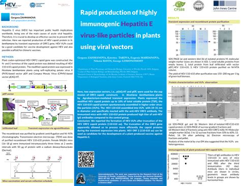 Pdf Rapid Production Of Highly Immunogenic Hepatitis E Virus Like