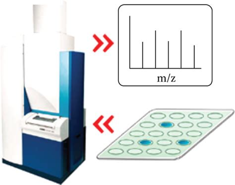 Schematic Representation Of The Experimental Procedure Of The