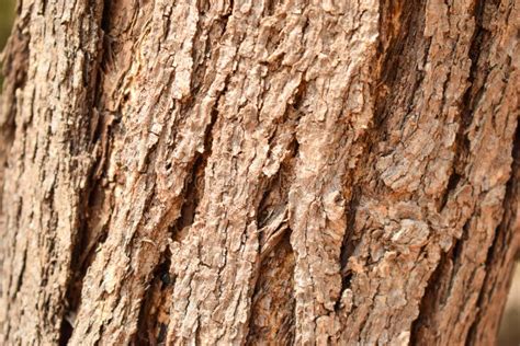 Dry Tree Bark Texture Close Up Background Stock Photography Image Stock