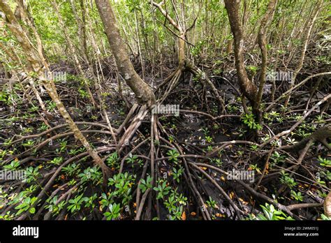 The Mangrove Is One Of The Worlds Most Biomass Producing Maritime Marsh Ecosystems The Woody
