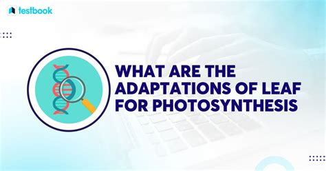 Adaptations Of Leaf For Photosynthesis Know Function And Structure