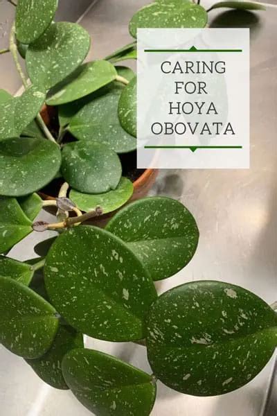Hoya Obovata 6 Expert Care Flowering And Propagation Tips
