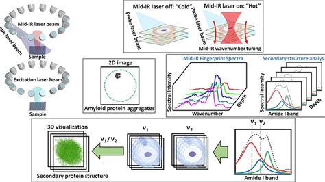 Mapping Lipid Metabolism At Sub Cellular Level A New Era In Cellular Research