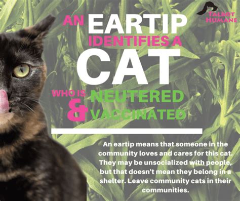Tnr Trap Neuter Return Community Cat Program Talbot Humane