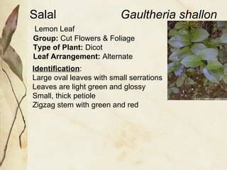 Salal Show Ppt