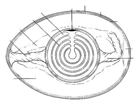 Egg Structure Diagram Quizlet