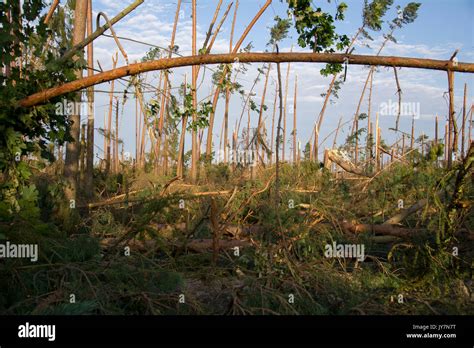 Fallen Trees In Forest Caused By Extremely High Wind Speed During The Storm A Few Days Ago In