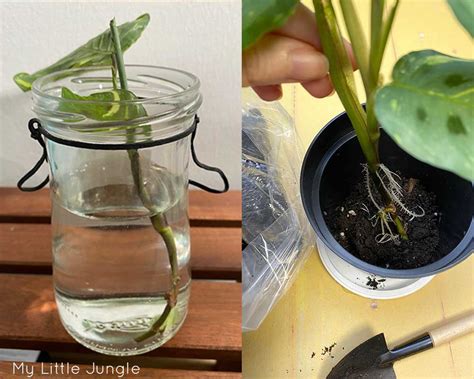 How To Propagate Prayer Plants Maranta With Pictures My Little Jungle