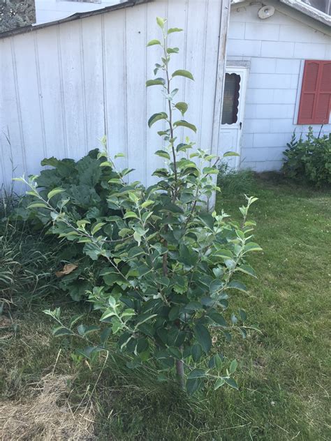 Technique For Setting Scaffold Angles General Fruit Growing Growing Fruit