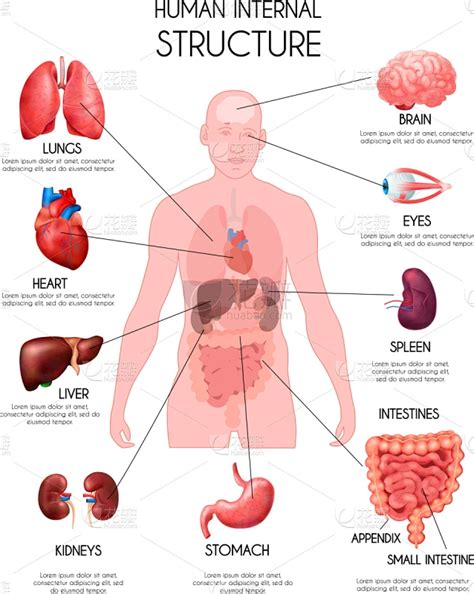 生物学 健康保健 人 图表 男人 矢量 写实 教育素材 花瓣网