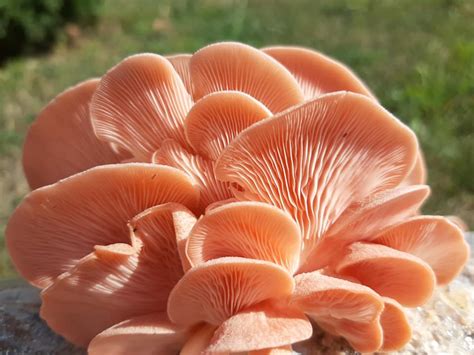 Чували със субстрат за гъба кладница 1000лв511 € Ферма Койчеви