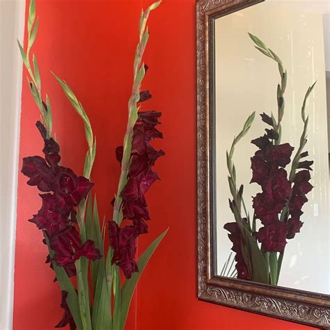 ‎amanthis Profile • Letterboxd