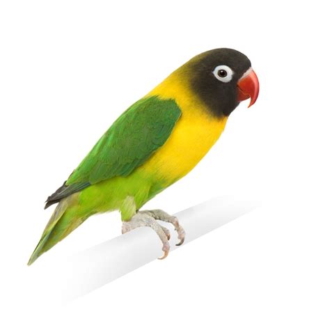 Premium Photo Masked Lovebird Isolated
