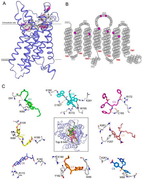 An Integrated Pan Cancer Analysis And Structure Based Virtual Screening Of Gpr15