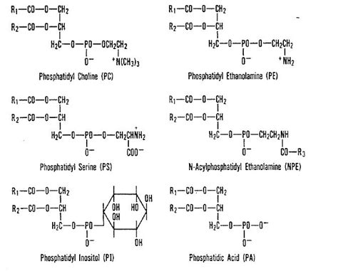 Composition Of Soybean Lecithin Soy Lecithin Supplier In China