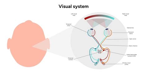 Premium Vector Suprachiasmatic Nucleus Of Hypothalamus Human Visual System Pathway Cortex