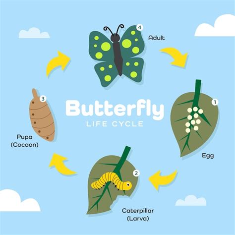 Blue Butterfly Life Cycle Life Cycle Of A Butterfly 3d Life Cycle Of