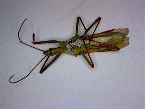 Leafhopper Assassin Bug Zelus Renardii Foothill Sierra Pest Control