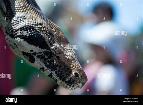 A Python Presented As A Pet Stock Photo Alamy
