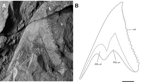 Placoderms Devonian South