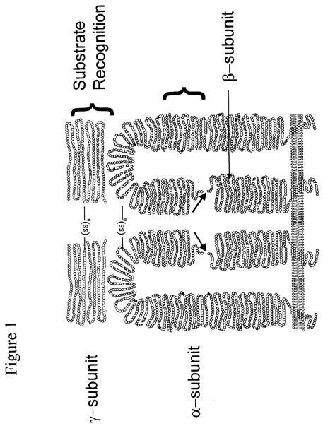Soluble Glcnac Phosphotransferase Eureka Patsnap Develop