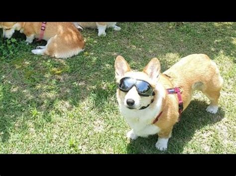 웰시코기 Youtube