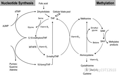 基本氨基酸的一些基本知识：结构、特点与记忆方法（三） 知乎