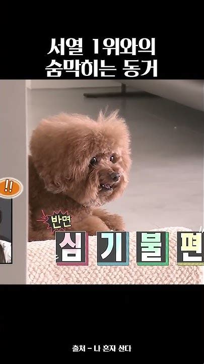 키와 강아지의 아찔한 서열전쟁 Youtube