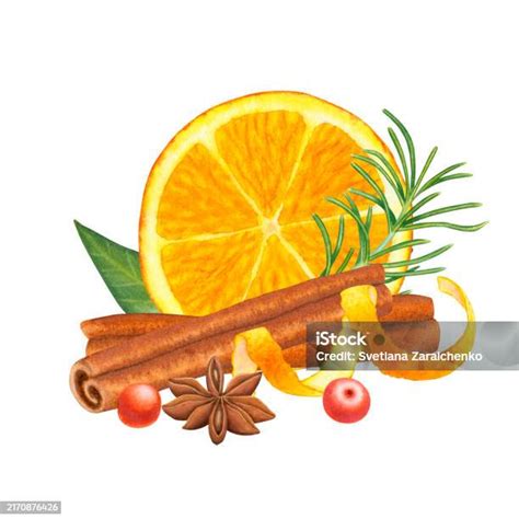 잎 계피 딸기 감귤류 껍질 스타 아니스 로즈마리 또는 전나무 가문비 나무 소나무와 오렌지 과일 조각 베이킹과 음료를 위한 건강한 유기농 재료 손으로 그린 수채화 그림입니다